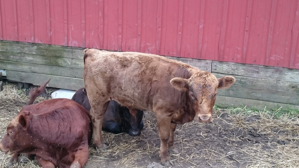 Cattle/Dexter Cattle - Lewis Family Farm