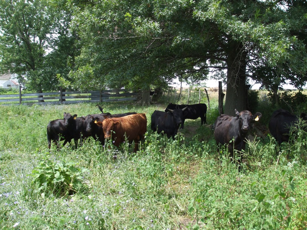 Blog | Lewis Family Farm | Small Scale Farming | Page 3